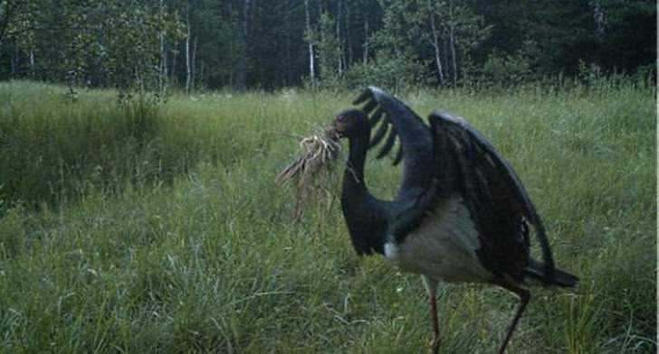Rare animal and bird species return to Chornobyl after 30 years of ...