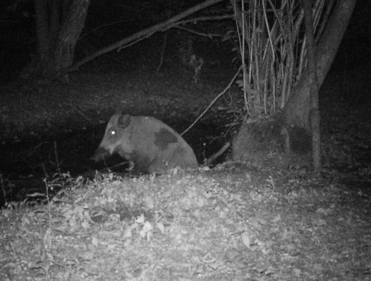 Rare animal and bird species return to Chornobyl after 30 years of ...